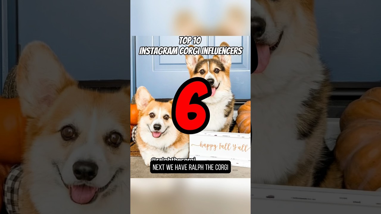 Top 10 Corgi Influencers: No. 6 Ralph and George #shorts #corgi