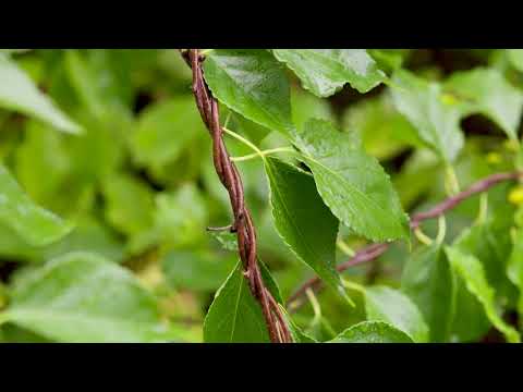 Celastrus orbiculatus - Chinese Bittersweet
