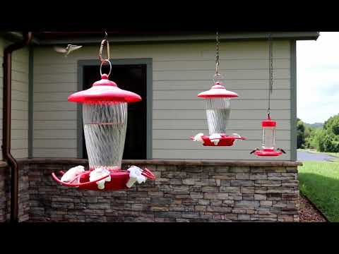 Hummingbird Migration