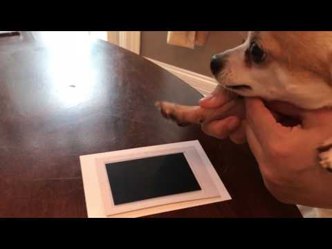 HOW TO MAKE A PAW PRINT PHOTO KEEPSAKE OF YOUR DOG
