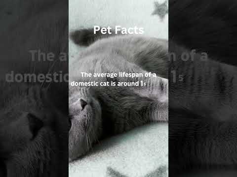The average lifespan of a domestic cat