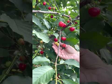 How to pick the perfect Cherry on our farm