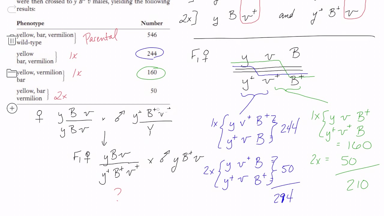 Snustad Genetics - Problem 7.22 walkthrough (three point testcross)