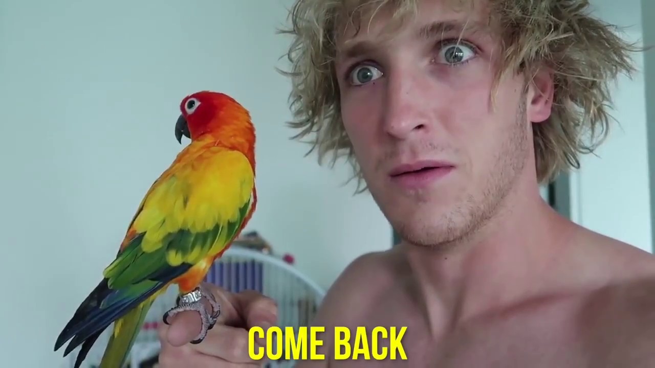 MAVERICK THE PARROT COMPILATION VOL 2