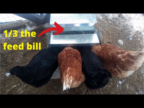 This chicken feeder cut my costs by 2/3!