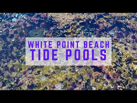 White Point Beach Tide Pools | San Pedro, California Los Angeles Things To Do