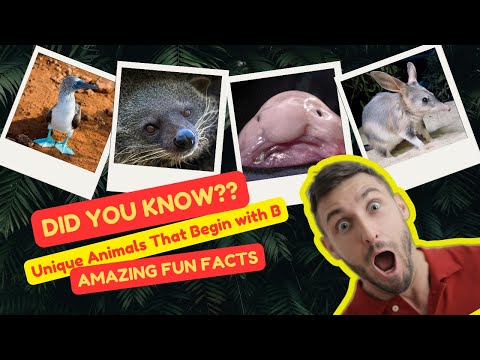 Unique Animals That Begin with letter B - Fun Facts You Didn’t Know! @NatGeo