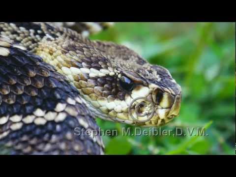 Rattlesnake Stock Video for sale by Deibler Outdoors