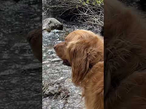 Bigfoot Sighting 2024! #Sasquatch #bushcraft #missing411 #survival #bigfoot