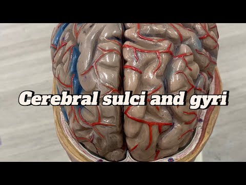Cerebral sulci and gyri |cerebral cortex | neuroanatomy| sulcus and gyrus | Brain | model | ospe