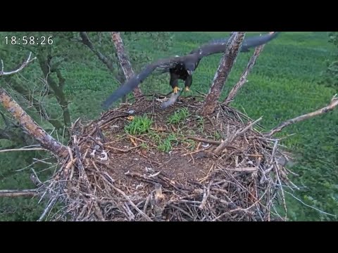 Kansas Eagles 6-17-25. Kanza Carries a Fish to the Nest for the First Time! Fish Provided by Ellie!