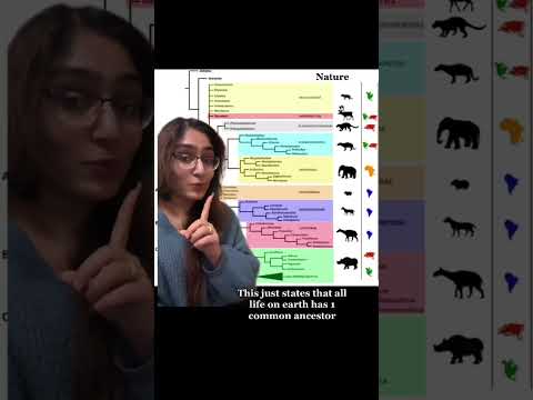 We did NOT come from Apes! (How evolution works)