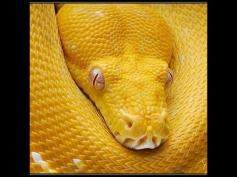 Chinese Astrology: Earth Snake