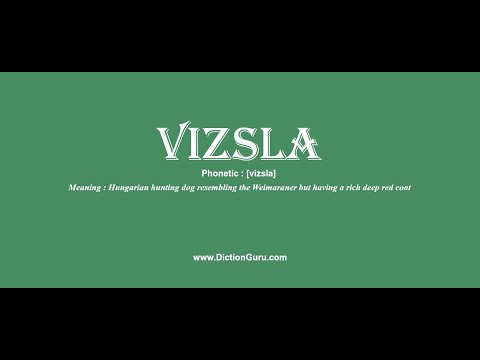 vizsla: Pronounce vizsla with Meaning, Phonetic, Synonyms and Sentence Examples