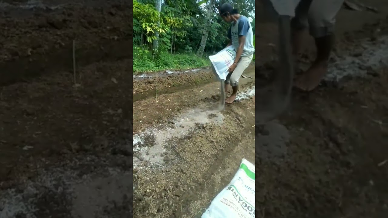 Pupuk dasar penanaman cabai.  kasih Bar Barr Auto syuburr