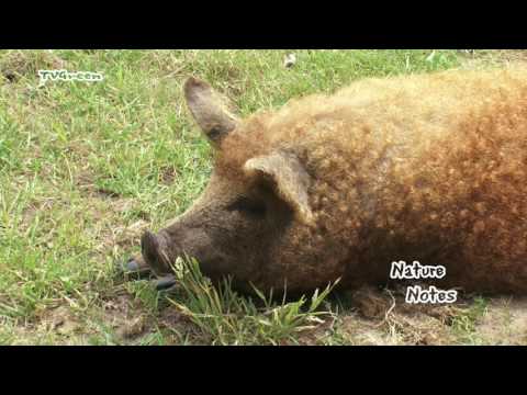 Meet the Mangalica or woolly pig