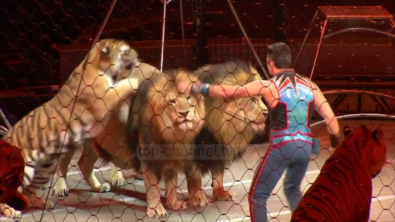 Legjenda e cirkut - Top Channel