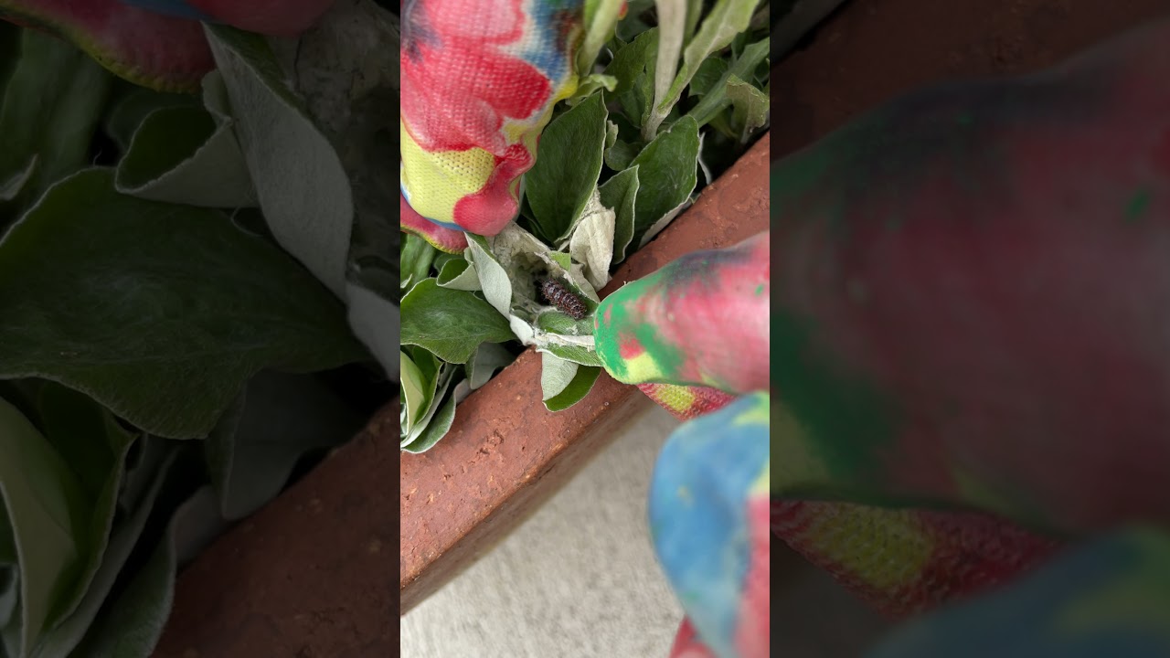 Finding an American Lady Caterpillar Hidden in Pussy-toe  Leaves