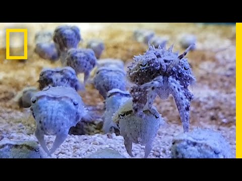 Cuttlefish Look Like Squid—and Like Crabs, and Like Algae, and Like Rocks | National Geographic