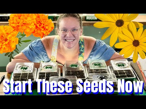 🌾 Start These Seeds NOW for Fall Color! | Millet, Marigolds, Cosmidium & Rudbeckia