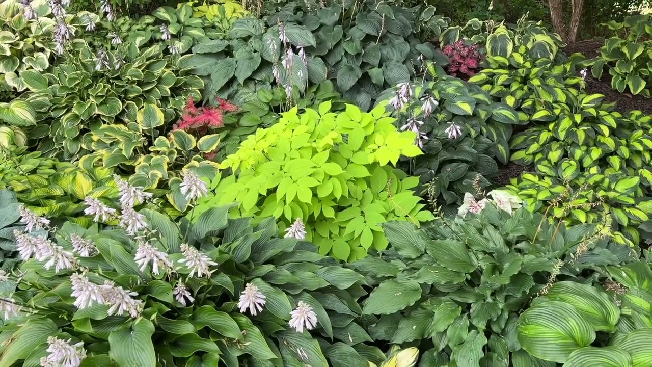 Aralia Sun King