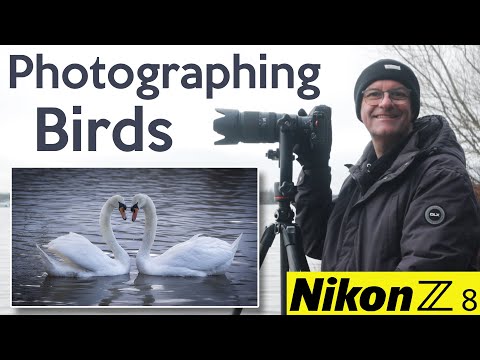 Nikon Z8: Bird photography from long distance (1695)