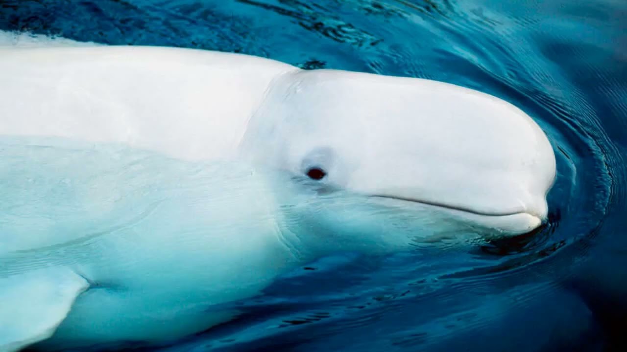 The Amazing World of the Beluga Whale: Adaptations, Behavior, and Conservation