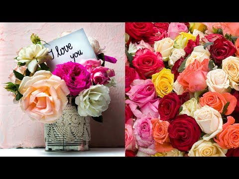 Red, White or Violet? Know the Meaning Behind the Rose Color Your Buying