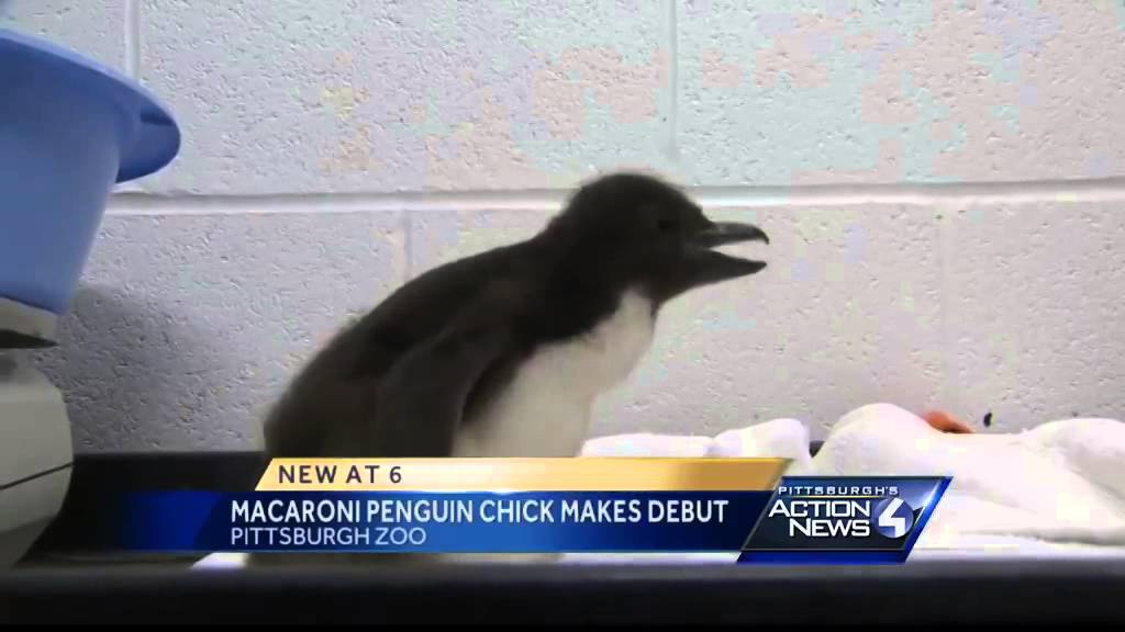 Meet Pittsburgh Zoo's baby macaroni penguin