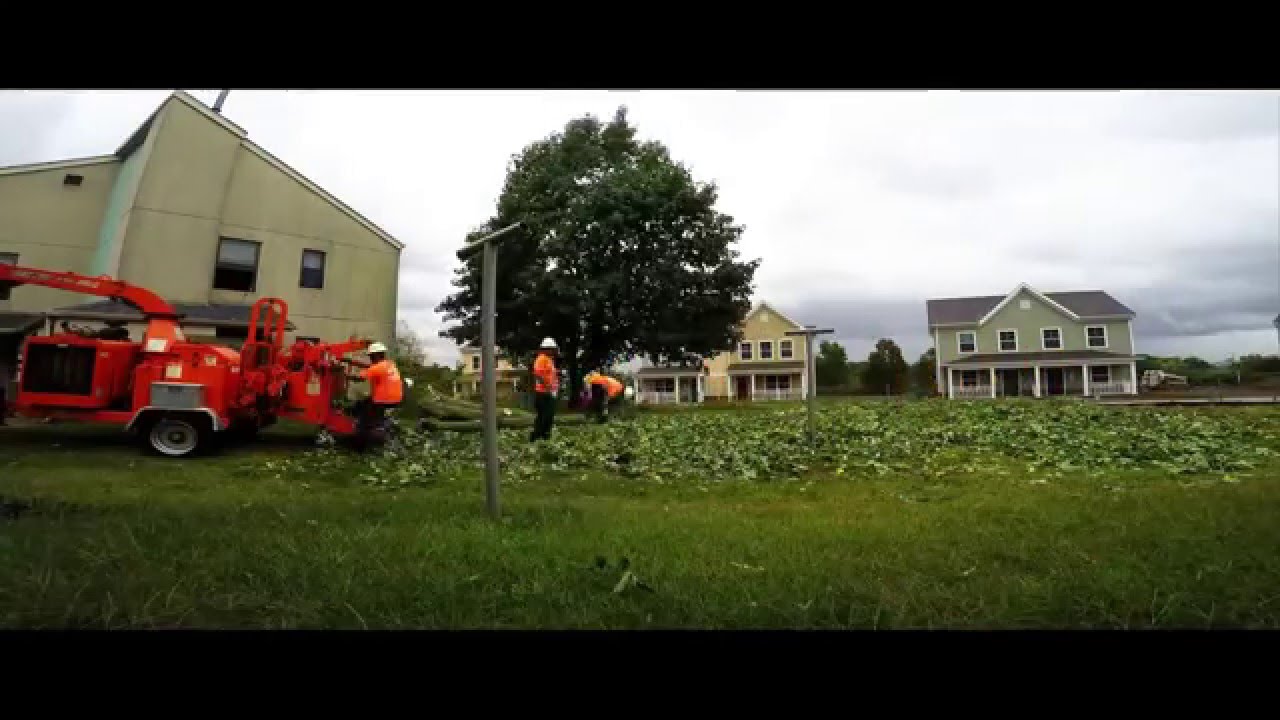 Rick's Expert Tree Service Tree Removal