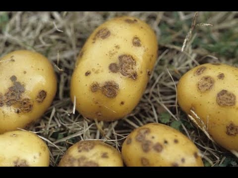 Identifying and Treating Potatoes Diseases,Pests and Deficiency’s – ROS ...