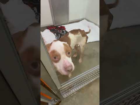 Emaciated Boy Found Alone & Covered In Painful Sores After Being Neglected For His... [STORY BELOW]