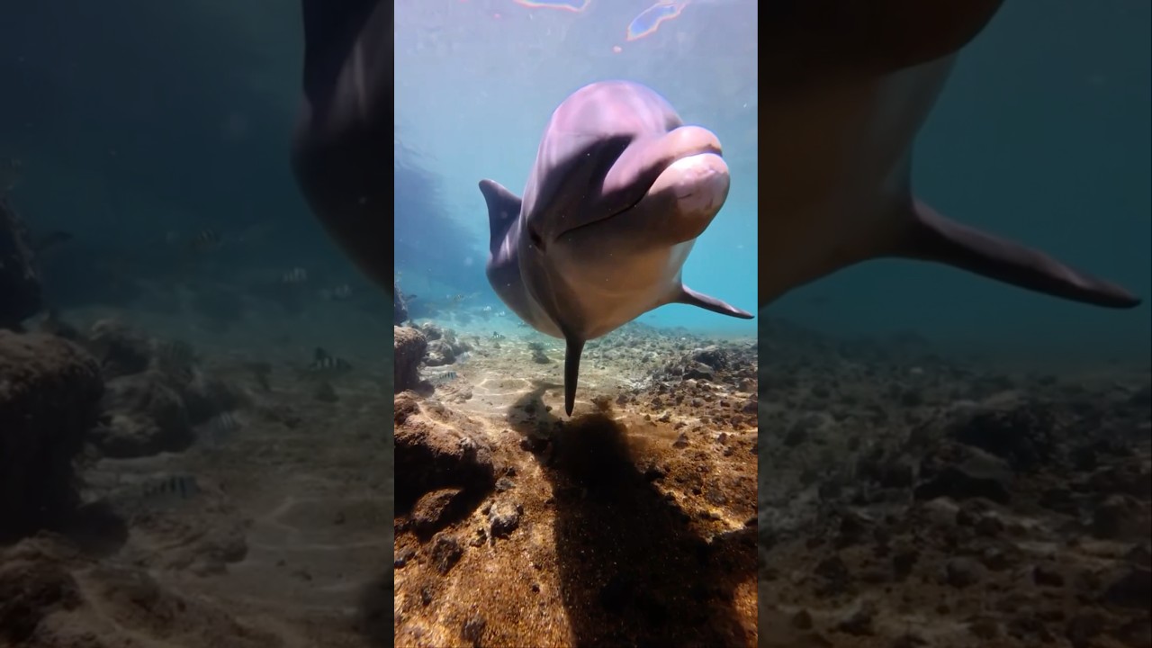 Dolphin Anatomy 101