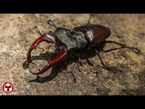 16 Insects 昆虫 How to say #beetle #howtopronounce #foreignlanguage #insects