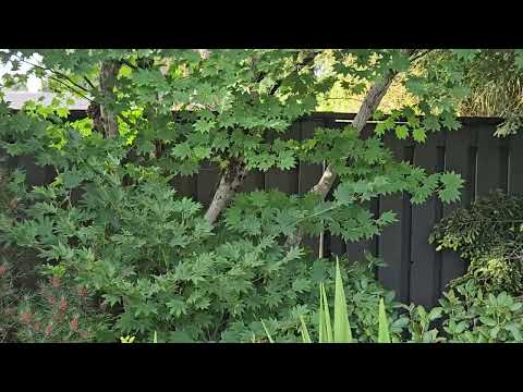 Knowing the right Japanese maple name - Subscribe @amazingmaples