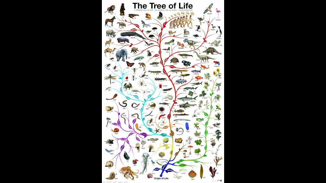 Science with Ms Phillips - Evolution