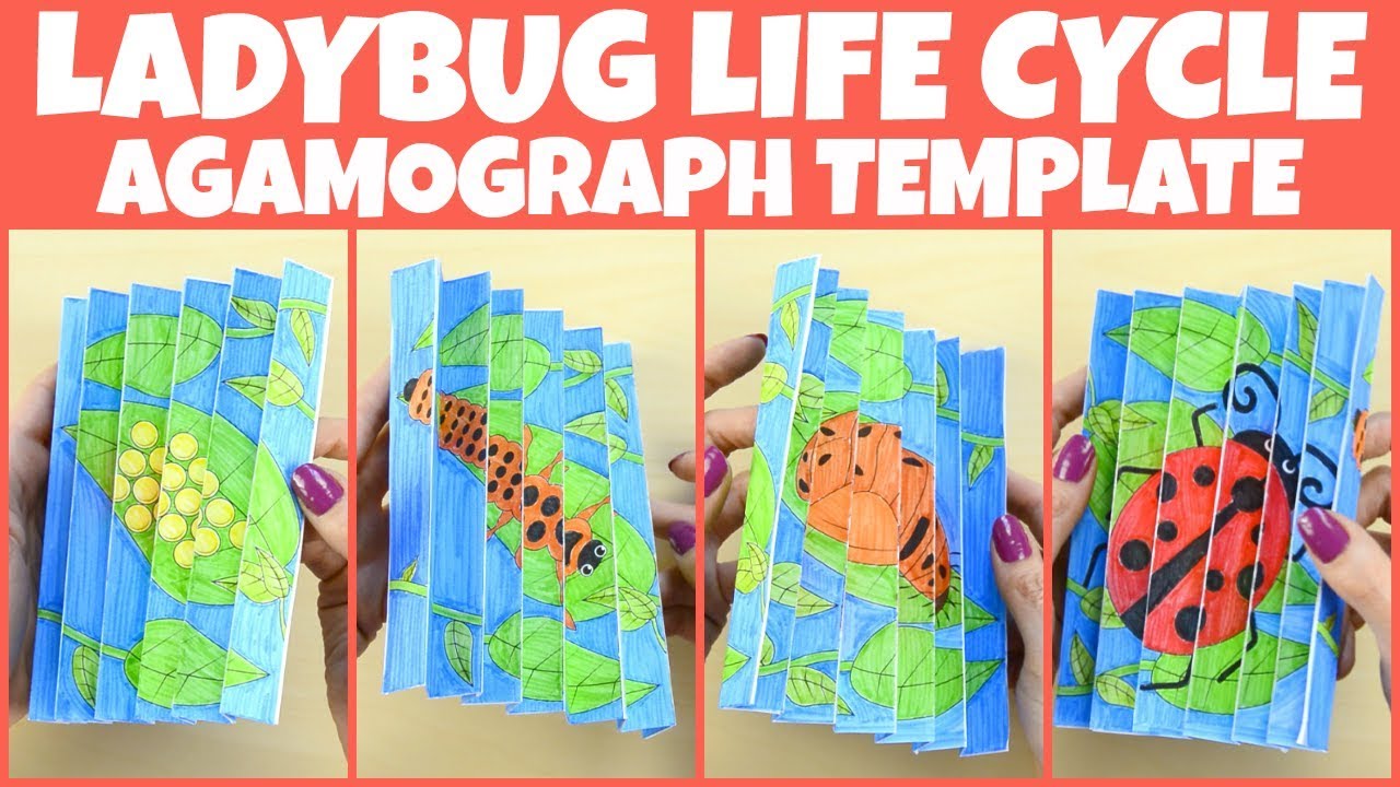 Ladybug Life Cycle Agamograph Template - paper crafts for kids