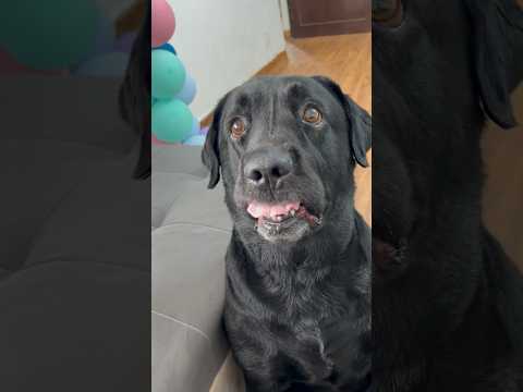 Lucky Ko Koi Kala Nahi Bolega ???? #doglover #trending #lucky