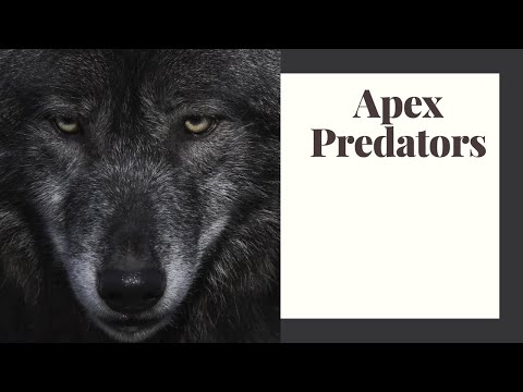 Why Are Apex Predators Critical to Ecosystems?