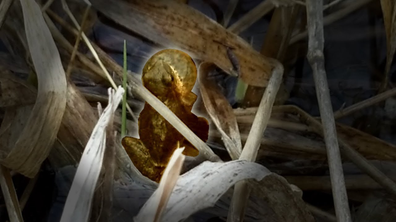 Spring Peeper Calling (Pseudacris crucifer)