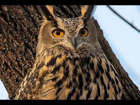 RIP, Flaco the Owl  (2010- 2024)