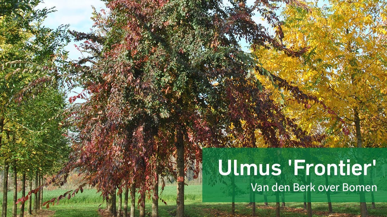 Ulmus 'Frontier' | Van den Berk Boomkwekerijen