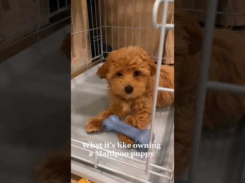 What it’s like owning a Maltipoo puppy #shorts