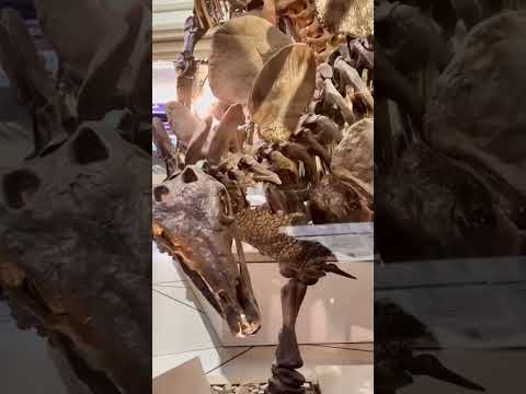 Learn about Stegosaurus! 🦖💗 #dinosaur #jurassicworld #paleontology #stegosaurus