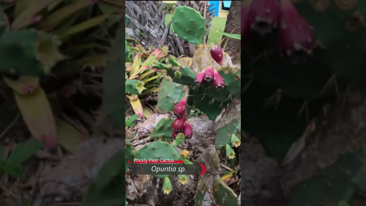 Check out this flowering and fruiting Prickly Pear Cactus!