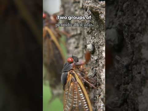 Where and when to see cicadas in the U.S. #shorts