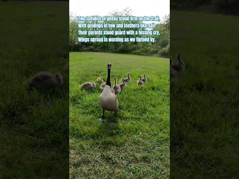 🦆Waddle This Way… If You Dare #geese #wildlifeencounters #naturepoetry