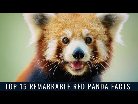 Top 15 Remarkable Red Panda Facts