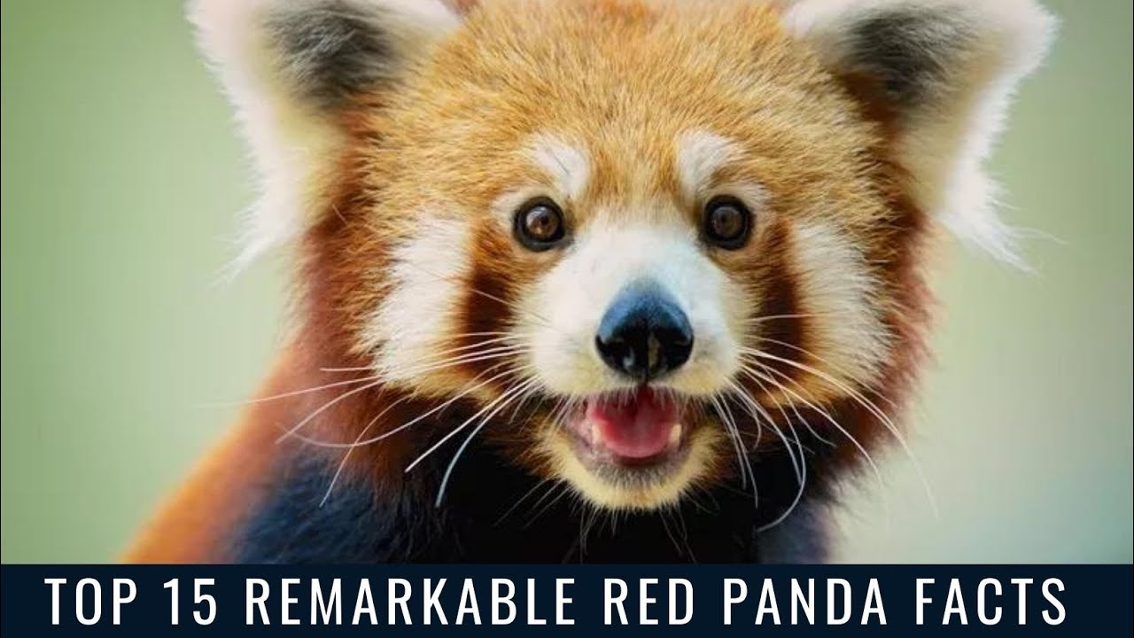 Top 15 Remarkable Red Panda Facts