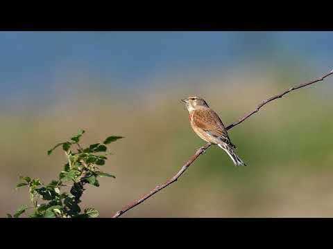 Linnet Sound - Bird Sound